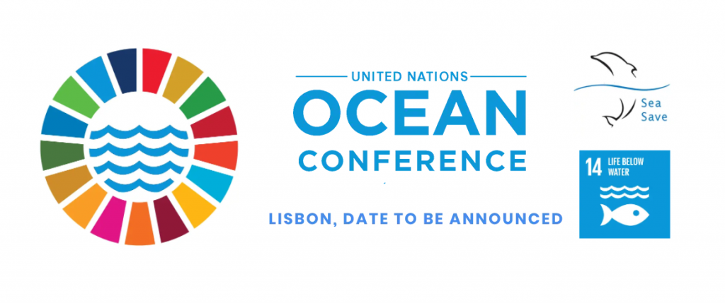 Oceans’ Biodiversity: Dolphins to Sea Turtles – World Team Now!